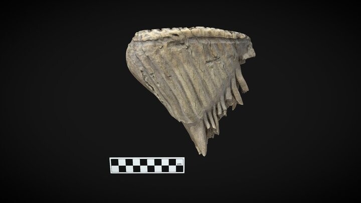 ArtStation - Steppe Mammoth, Molar