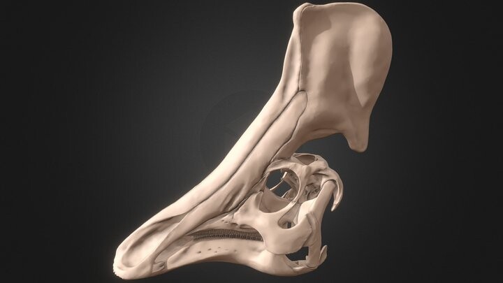 ArtStation - Olorotitan skull