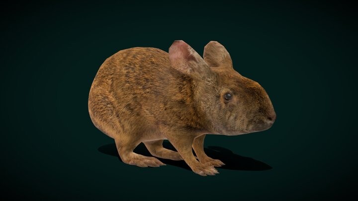 ArtStation - Lower Keys Marsh Rabbit (Endangered)