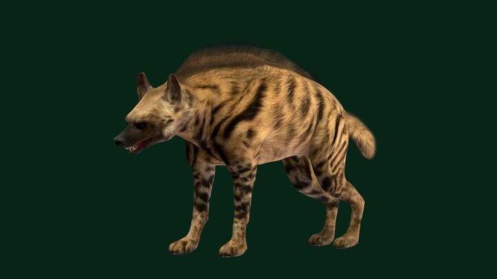 ArtStation - Striped Hyena Male Animal