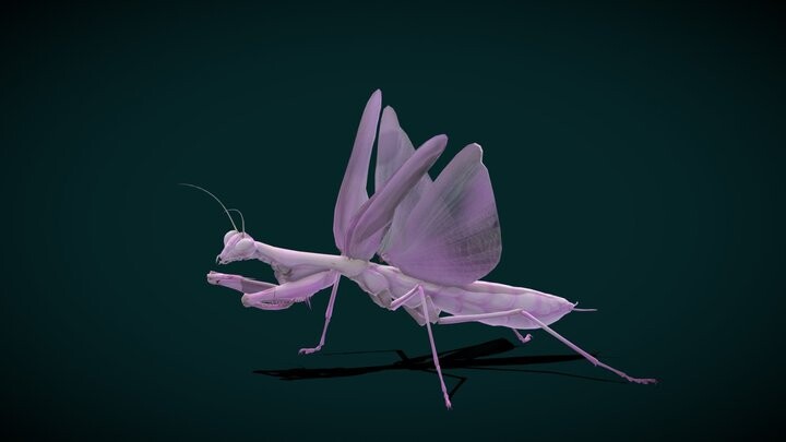 ArtStation - Pink Flower Mantis Insect