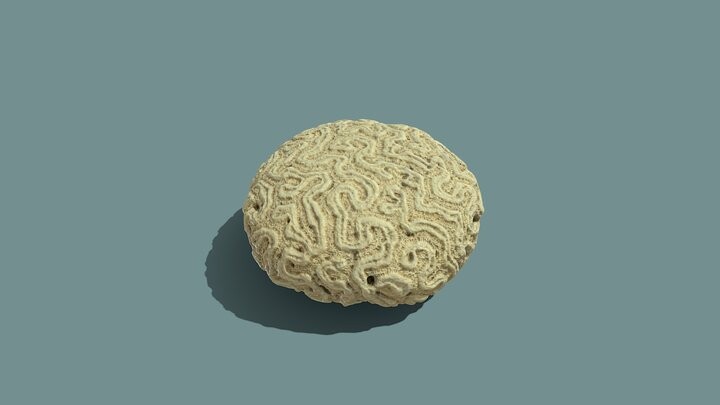 ArtStation - Brain Coral