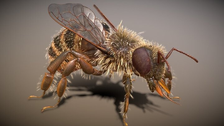 ArtStation - Bee Rigged PBR Low-poly