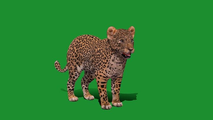 ArtStation - Leopard Cub