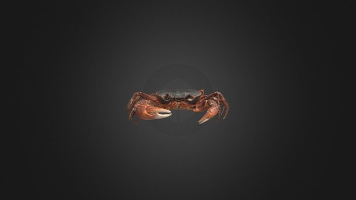 ArtStation - realistic crab