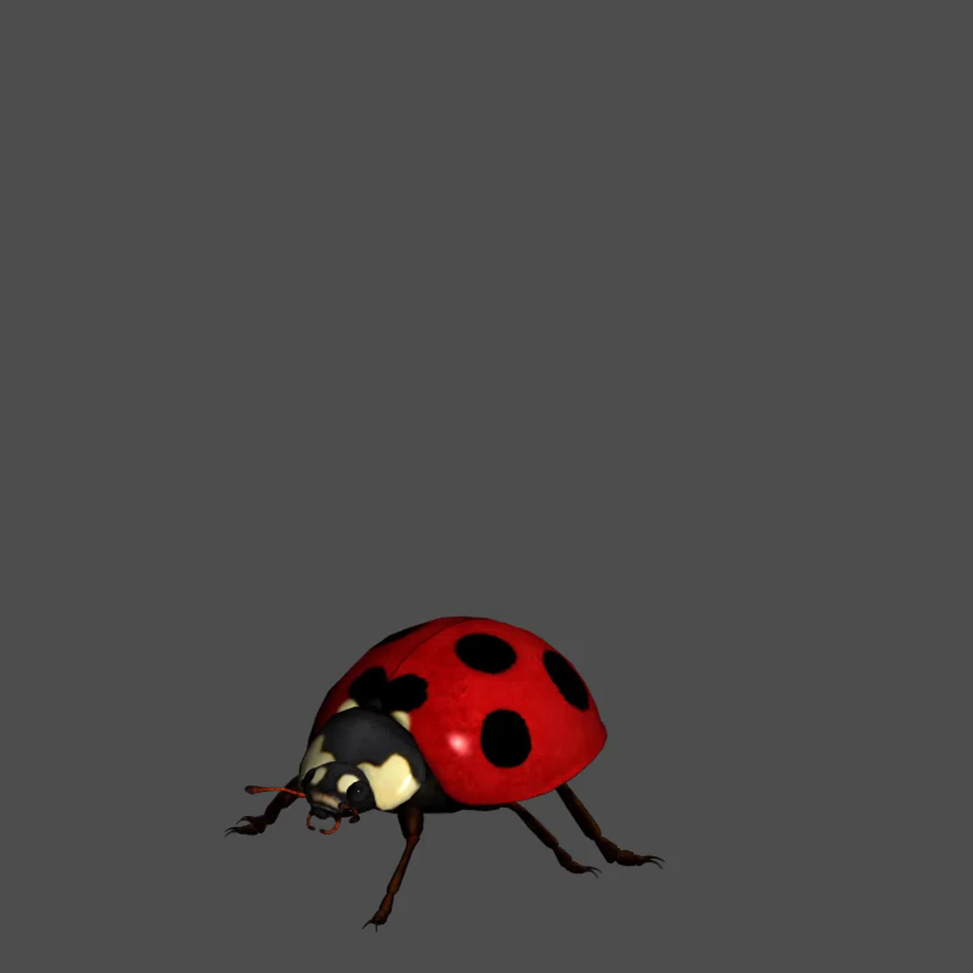 ArtStation - Lady Bug