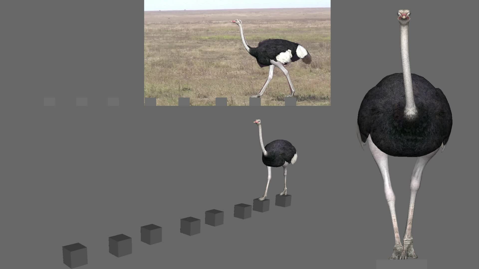 ArtStation - Ostrich Walk Cycle