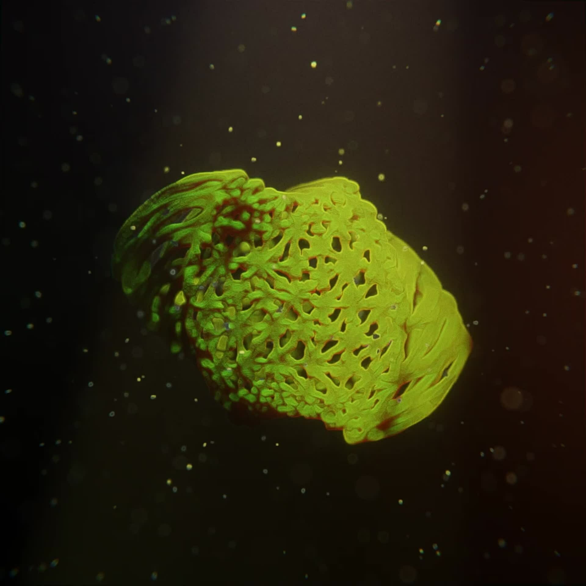 Stian Opsahl - Underwater creature - Breeder