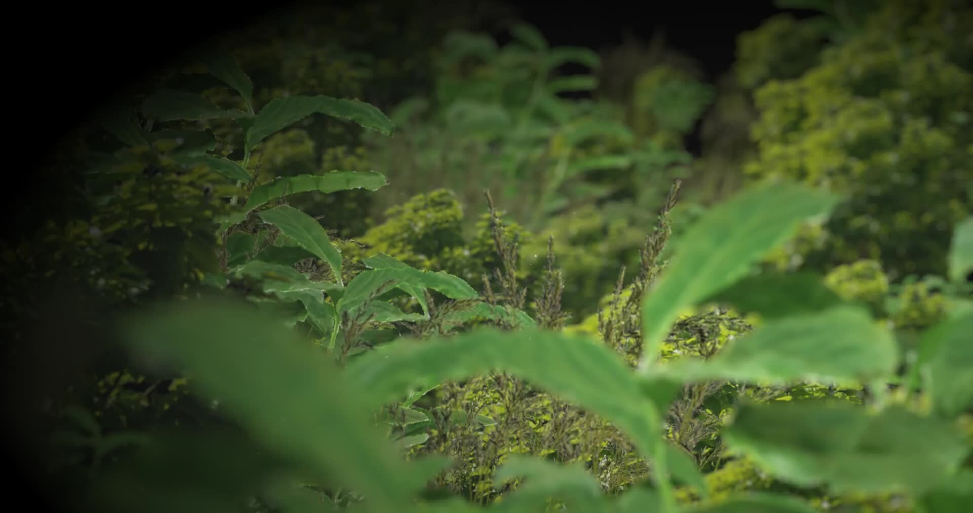 ArtStation - Scatter Plants