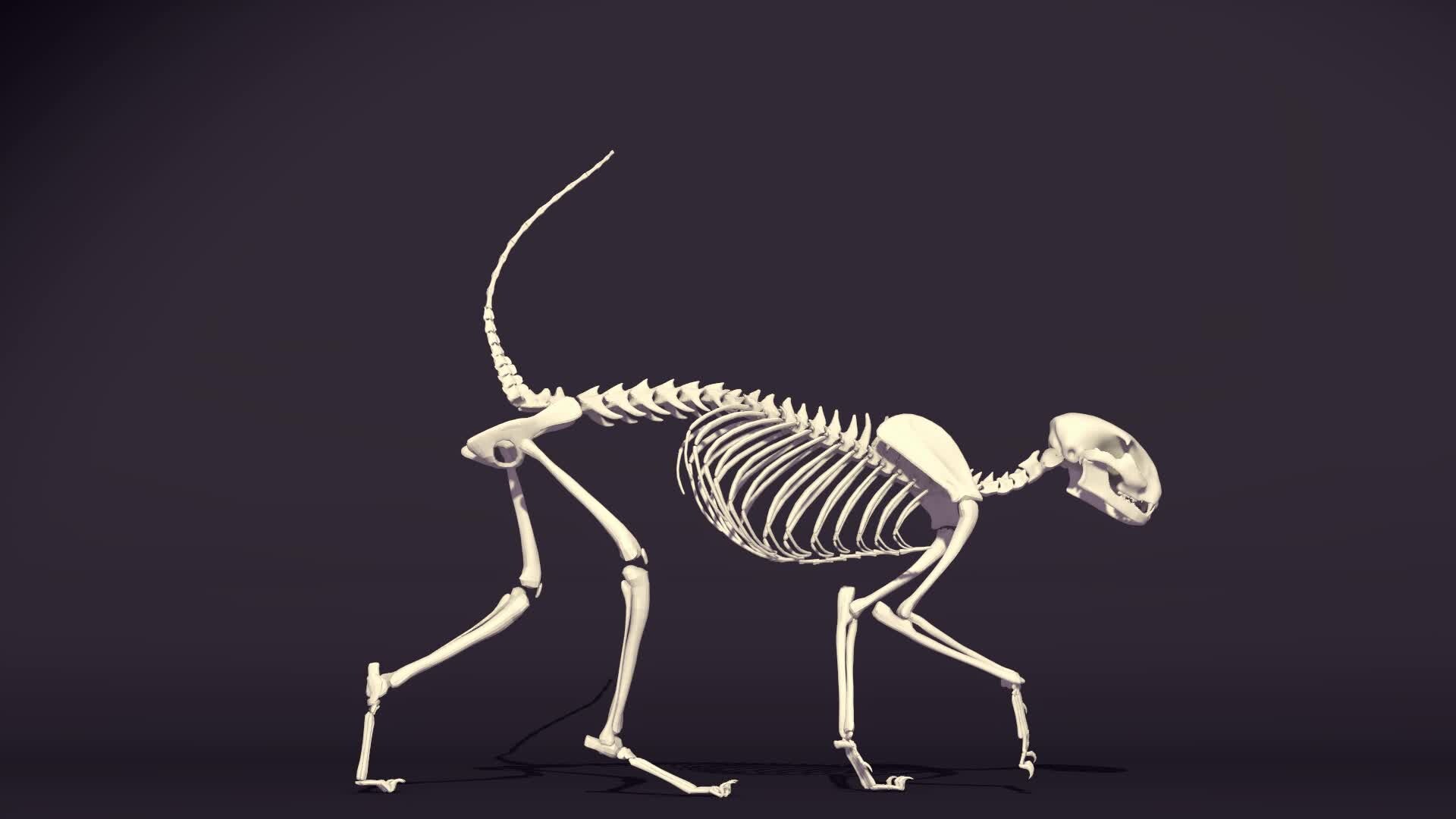 ArtStation - Animation Cat