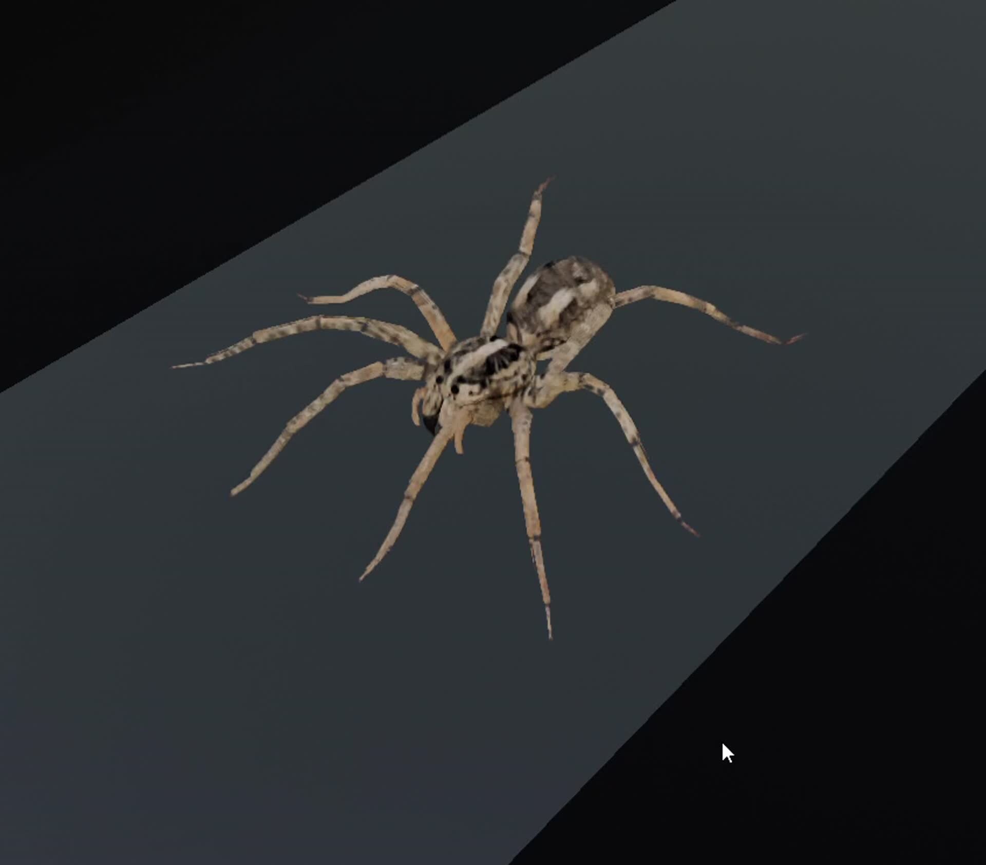 ArtStation - Spider Model, Texture, Rig, Anim - Blender
