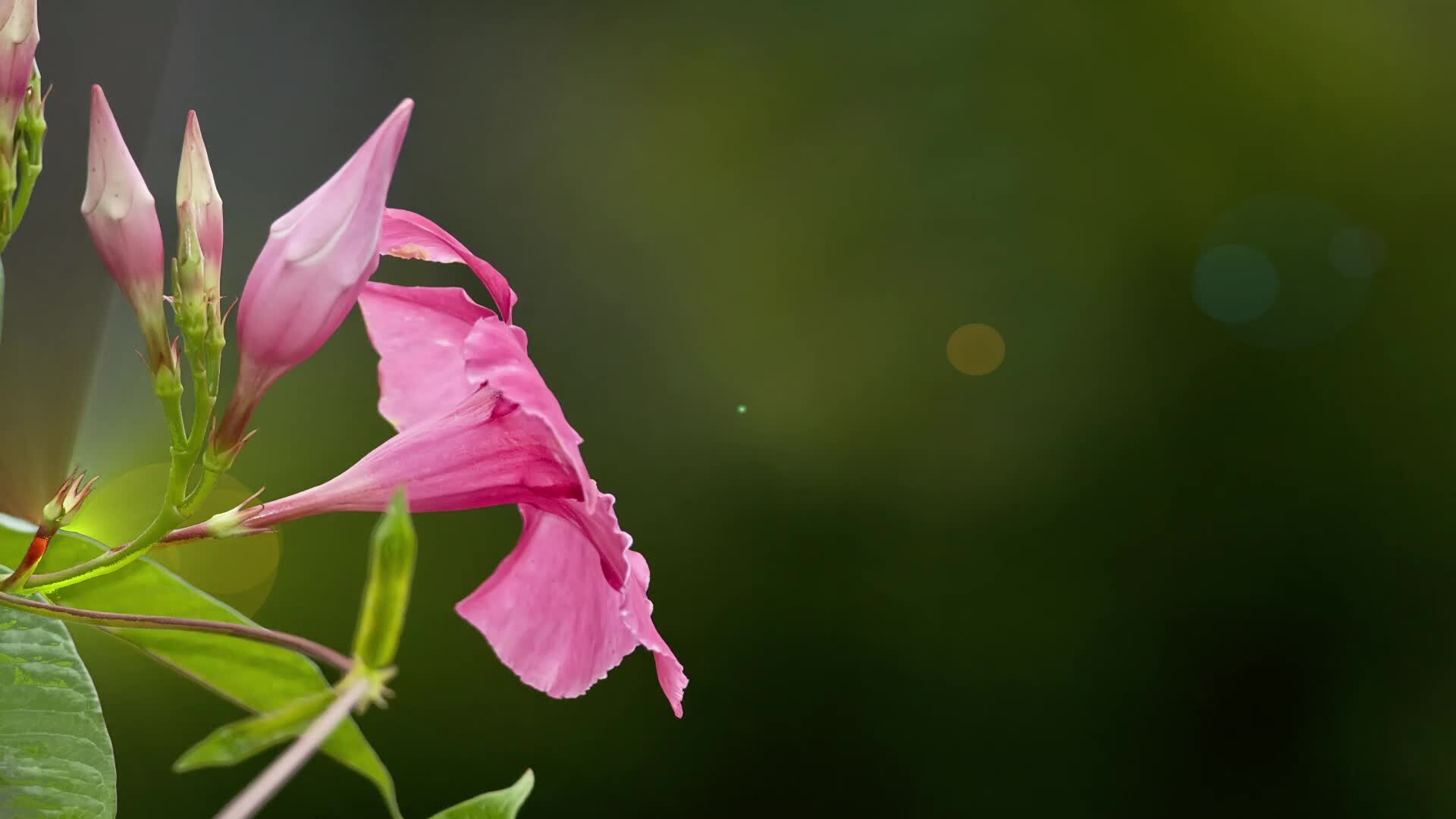 ArtStation - Humming bird