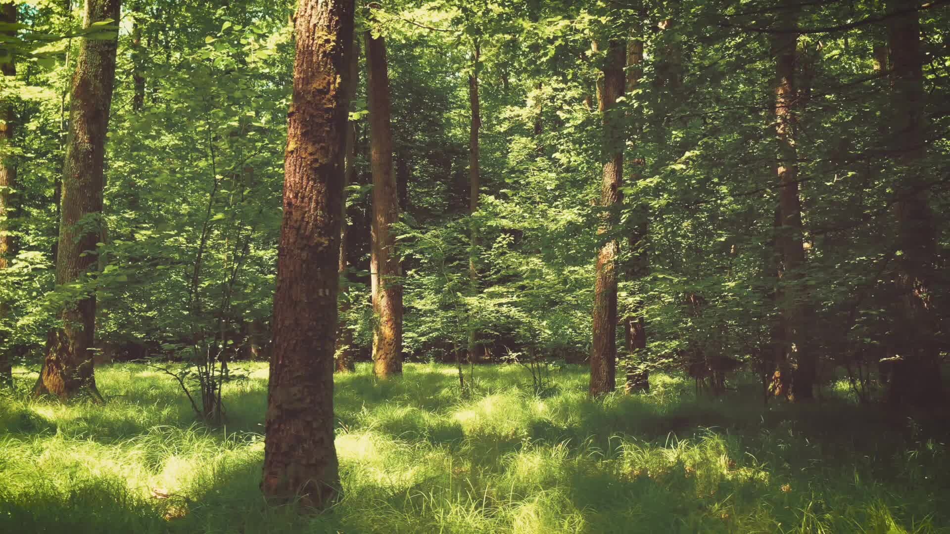 ArtStation - Forrest B&W | Comp