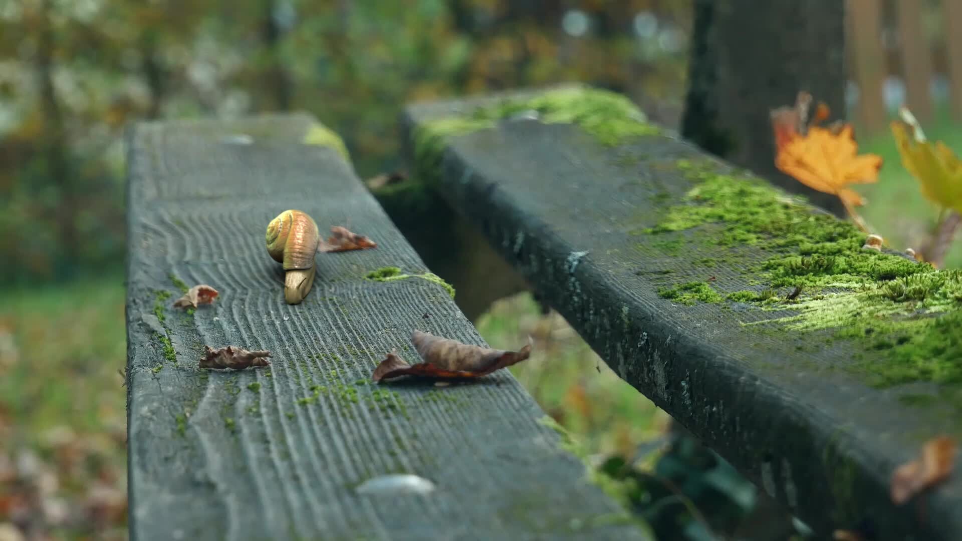 ArtStation - Snail Animation