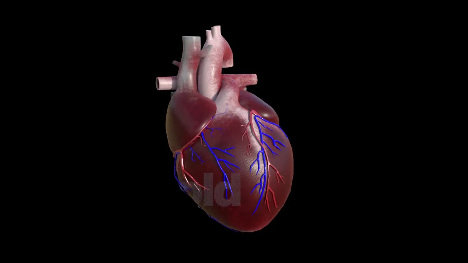 ArtStation - Heart Animation