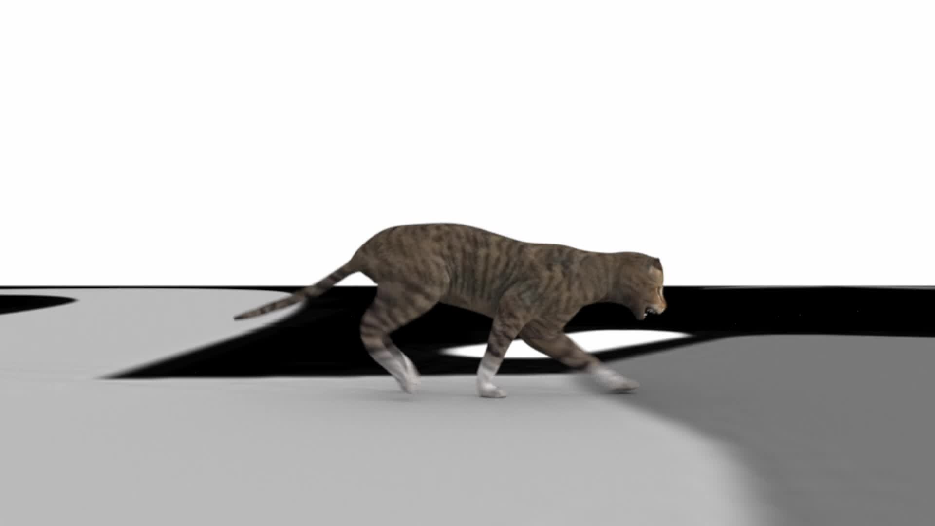 ArtStation - Cat Run Animation