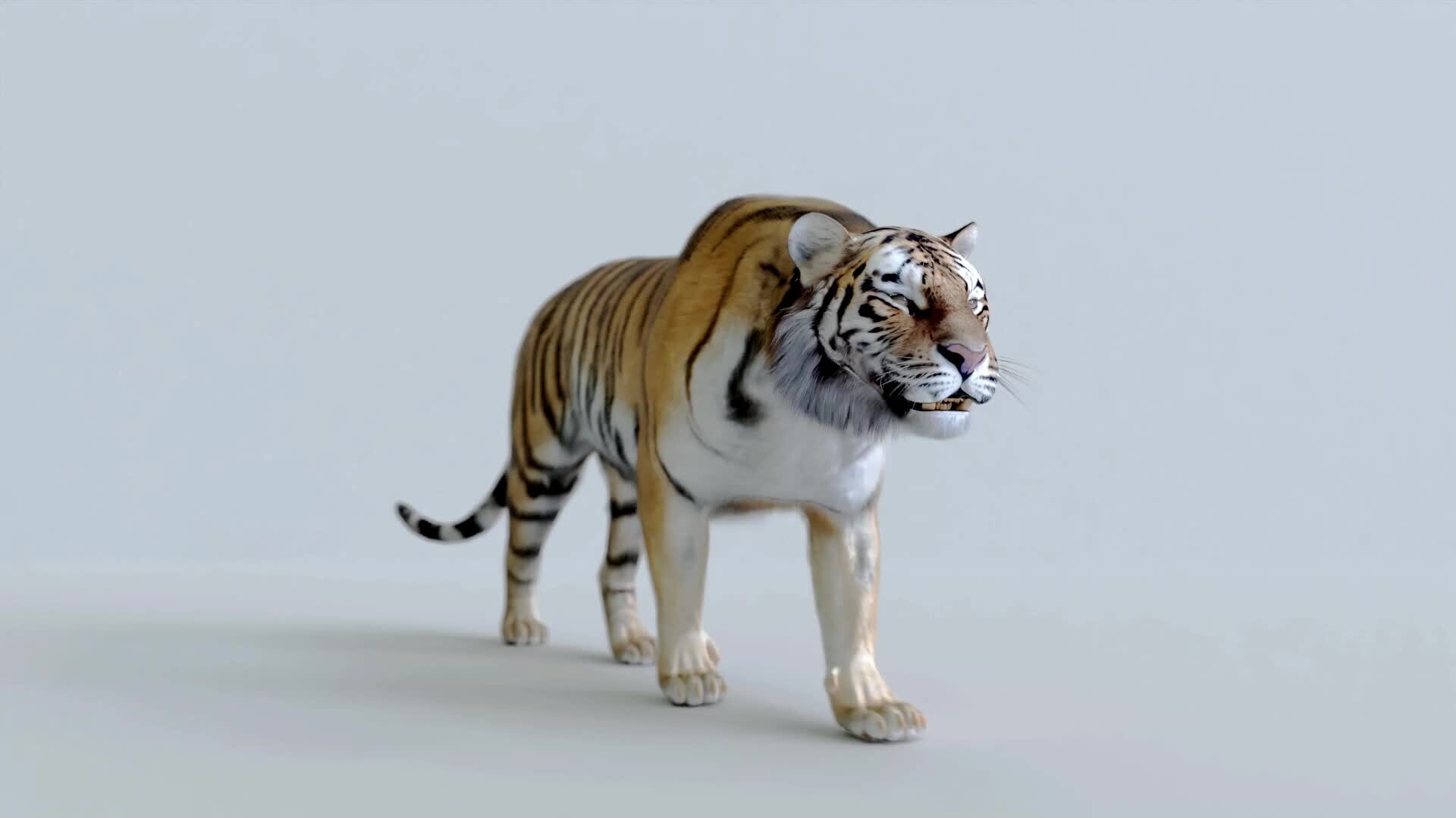 ArtStation - Tiger Walk Cycle