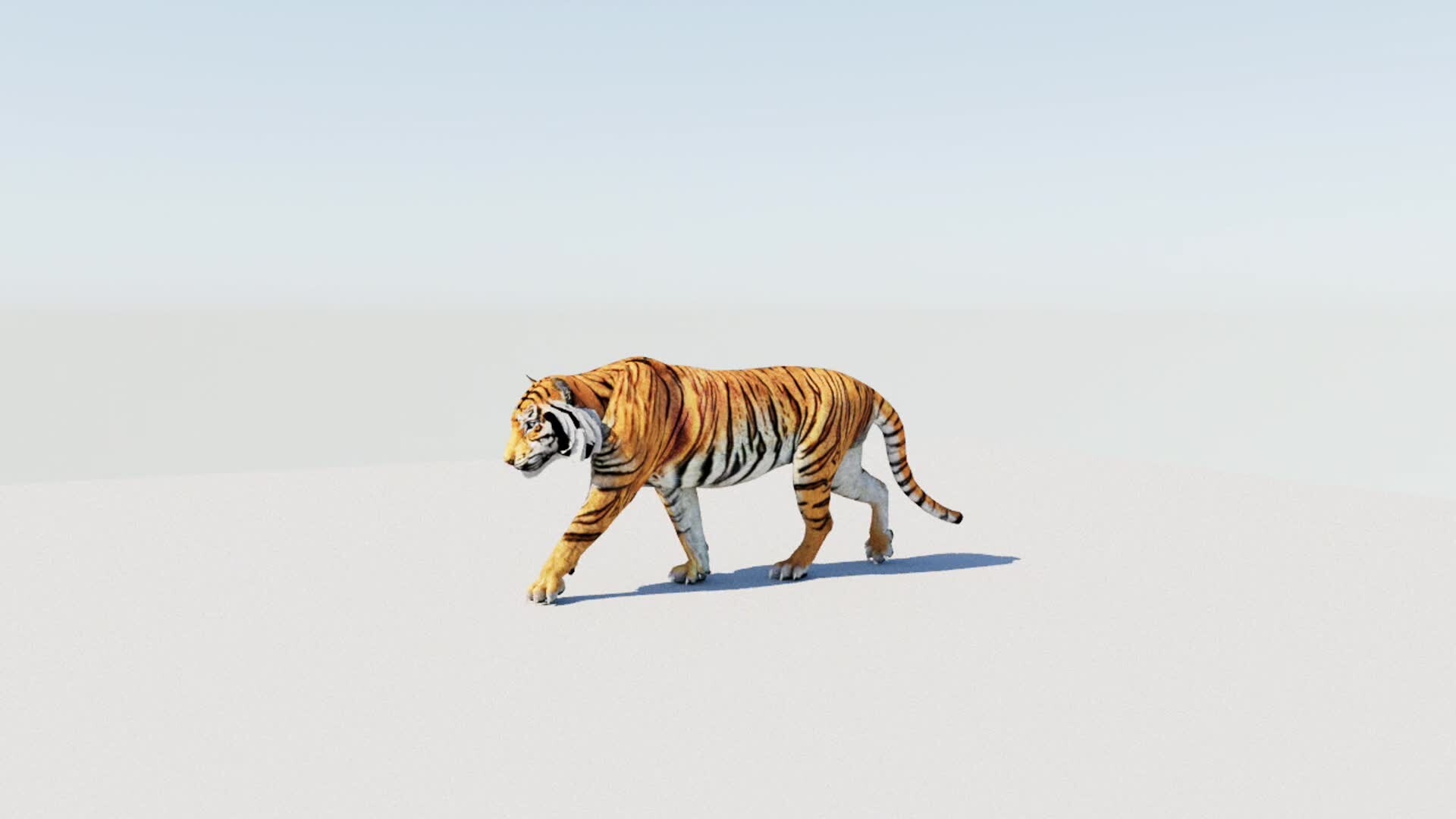 ArtStation - Tiger Walk