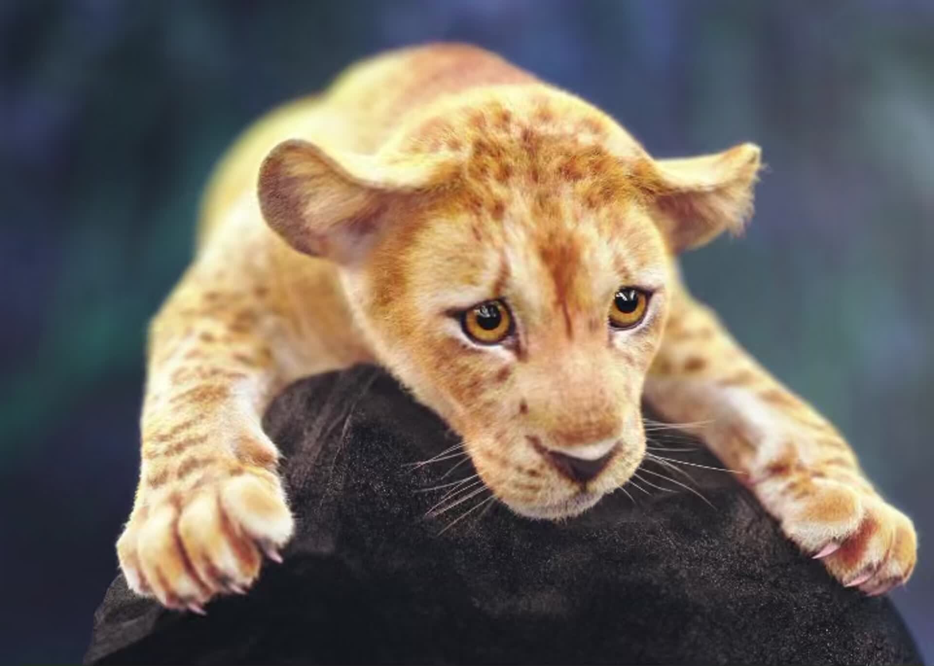 ArtStation - Lion’s cub