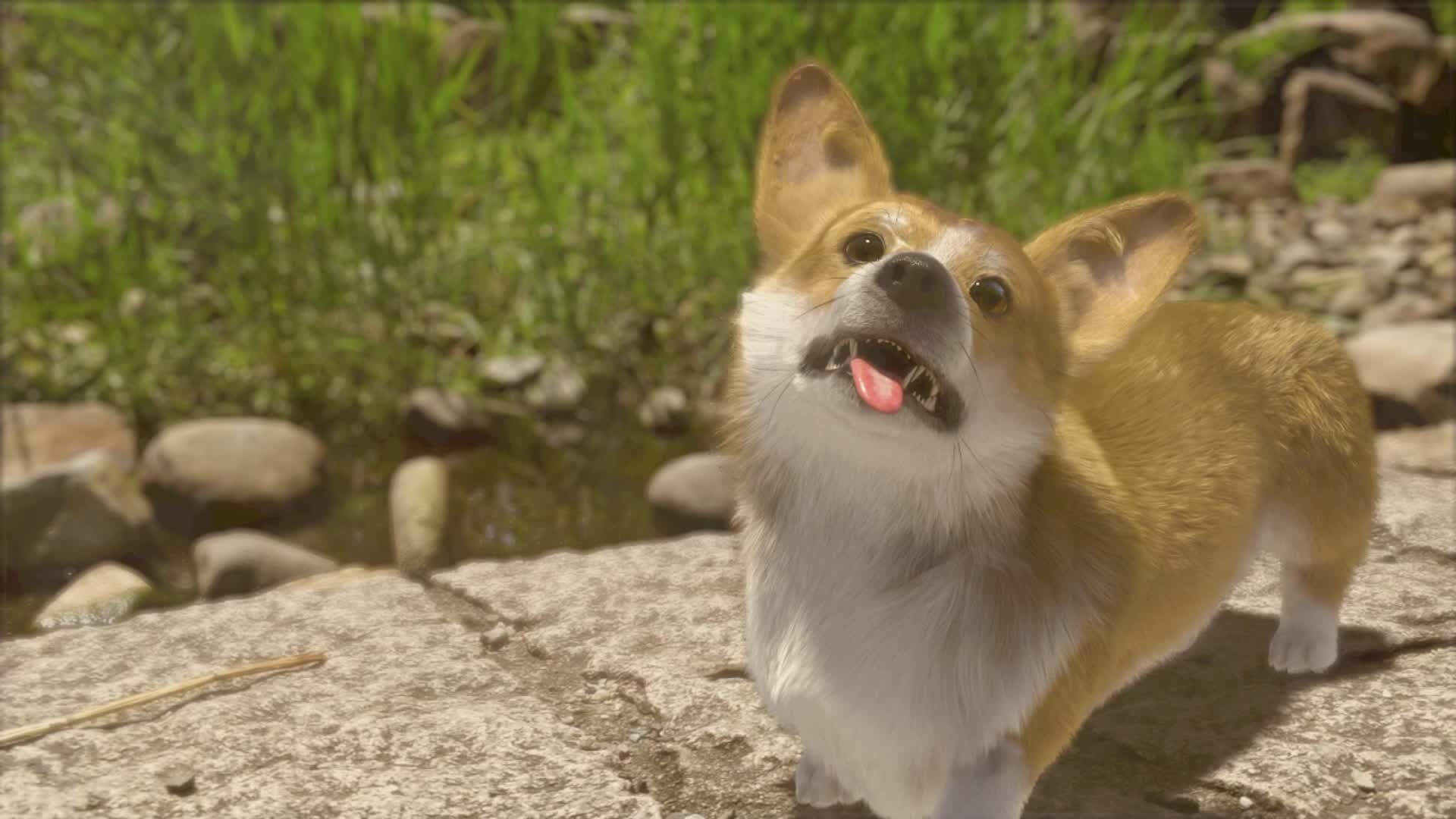 ArtStation - Corgo Doggo 🐾