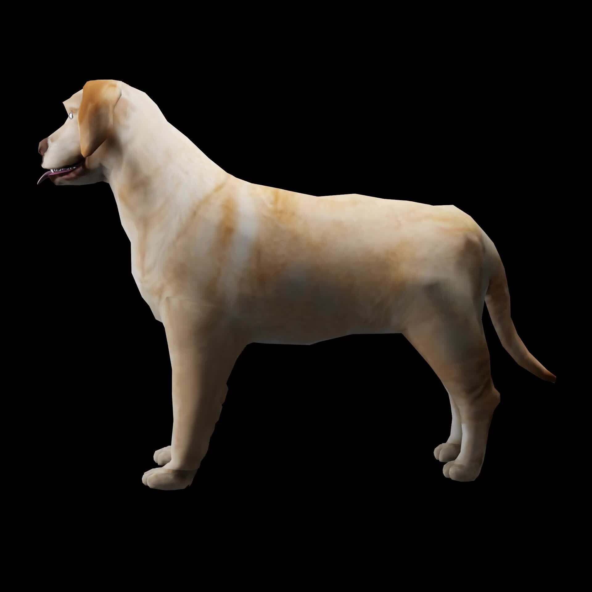 ArtStation - Dog Model