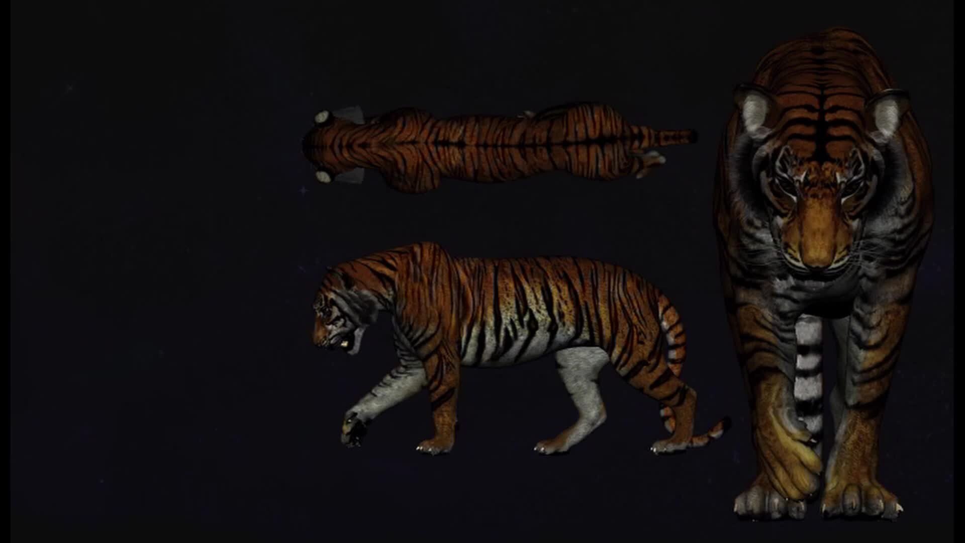 ArtStation - Tiger - Walk cycle