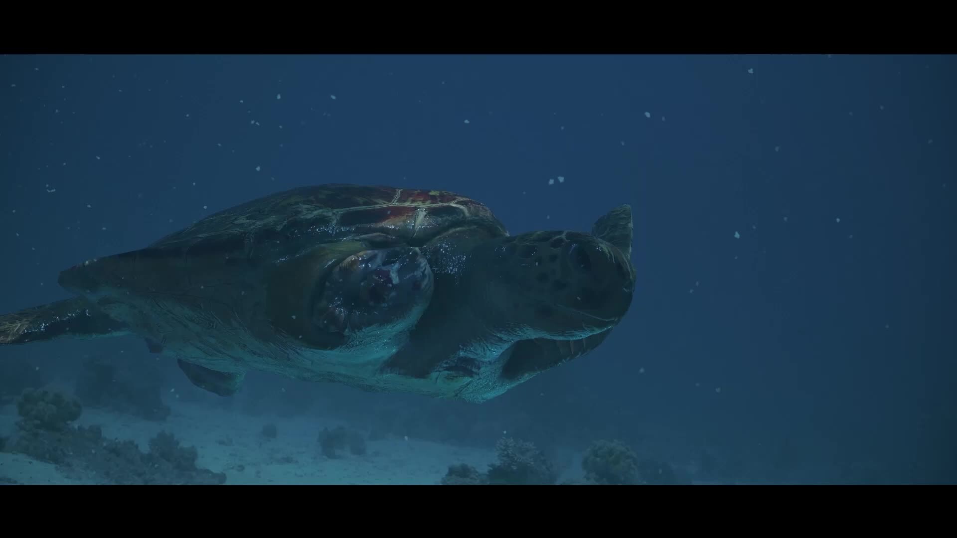 ArtStation - TURTLE COMPOSITING USING AFTER EFFECTS