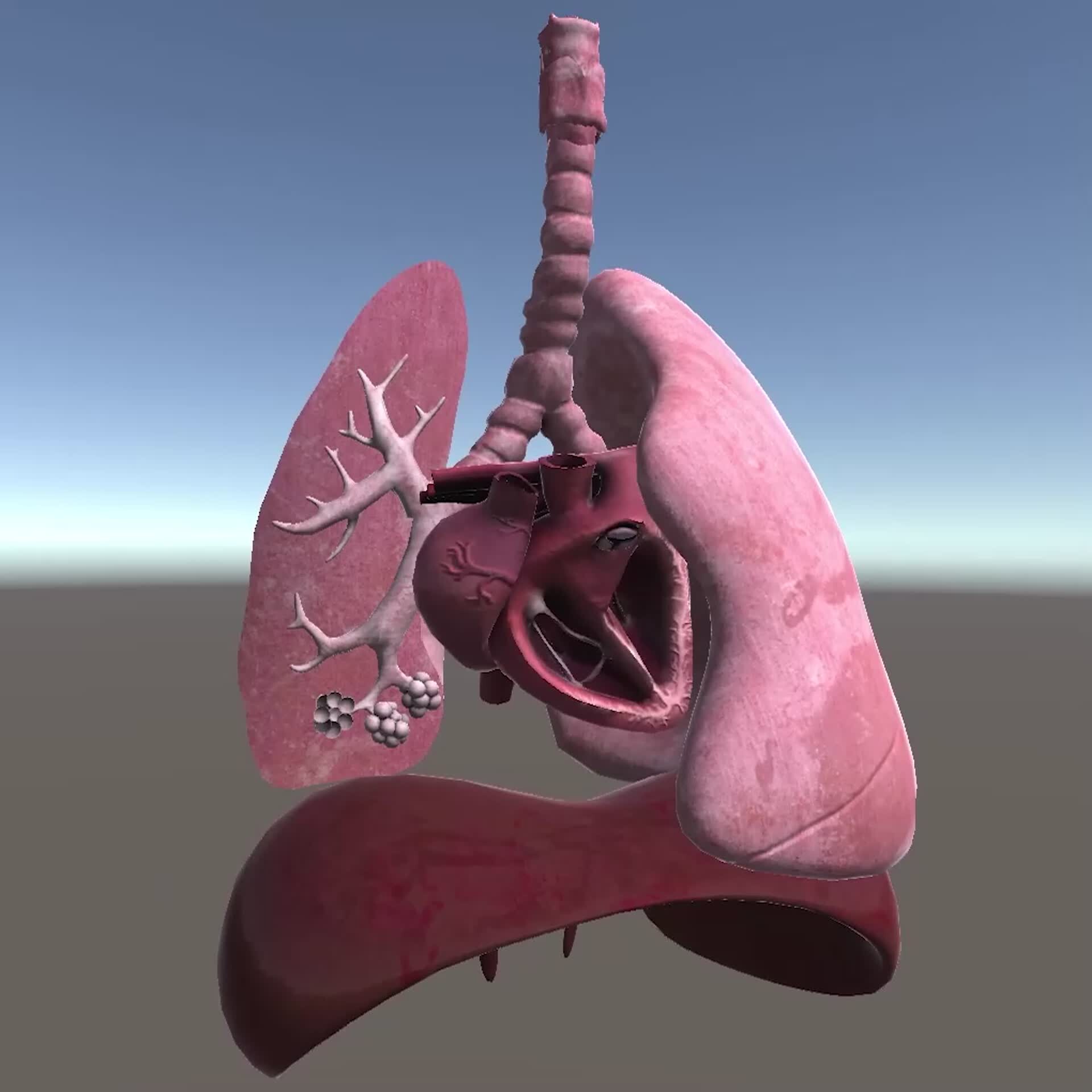 Patricia García - Lungs