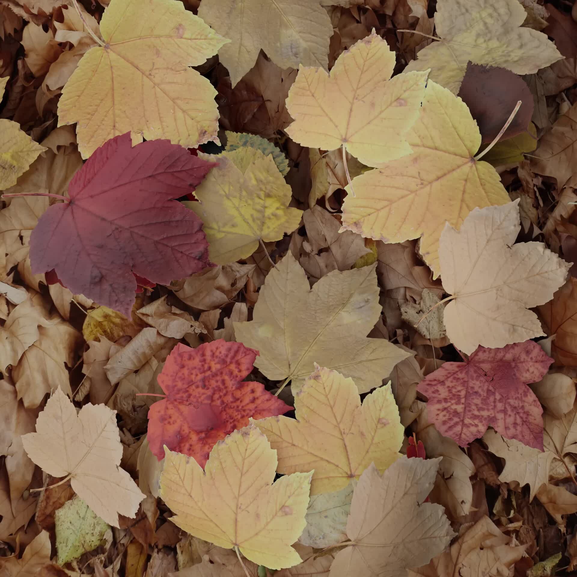 ArtStation - Caddyboo Story Edition Golf Towel Animated Loop (Autumn ...