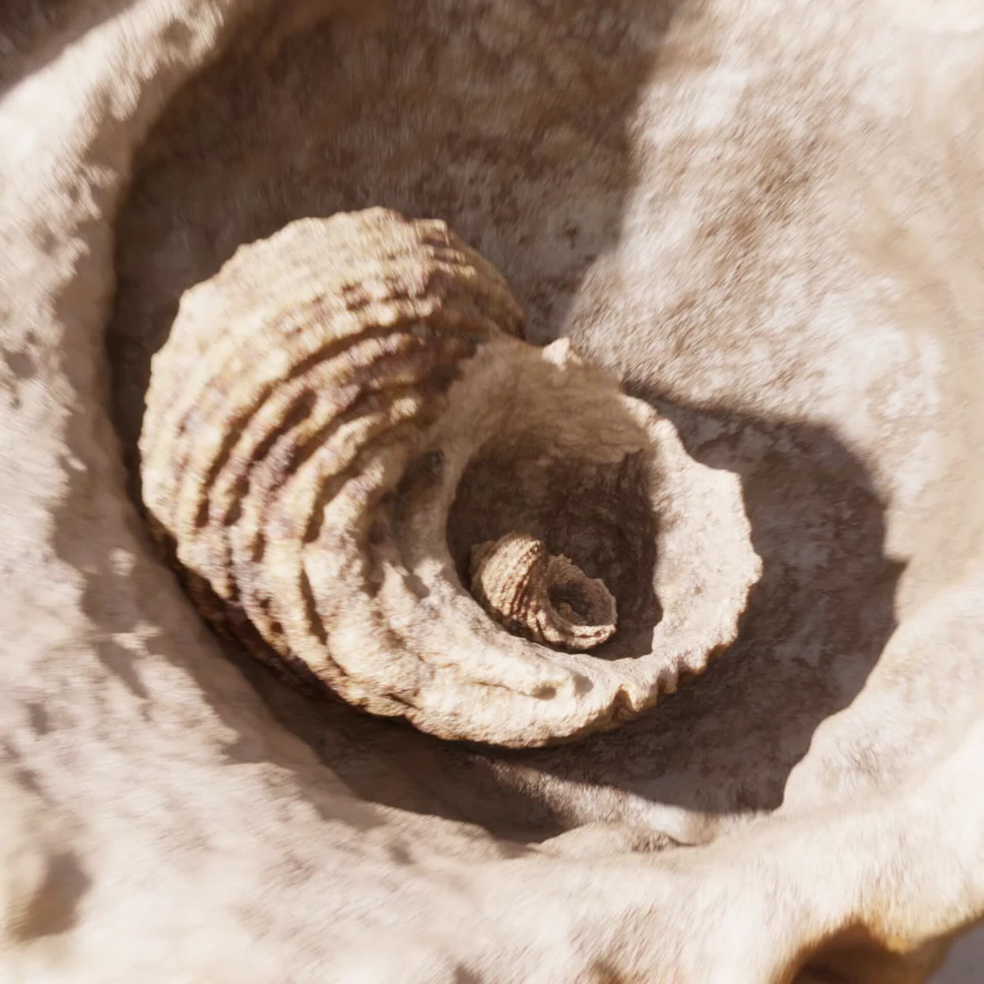 ArtStation - Procedural Sea Shell Loop
