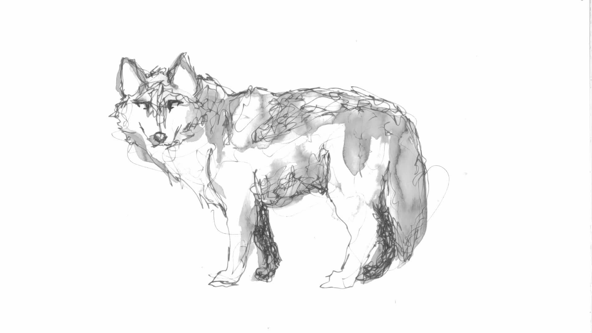 ArtStation - The Wolf