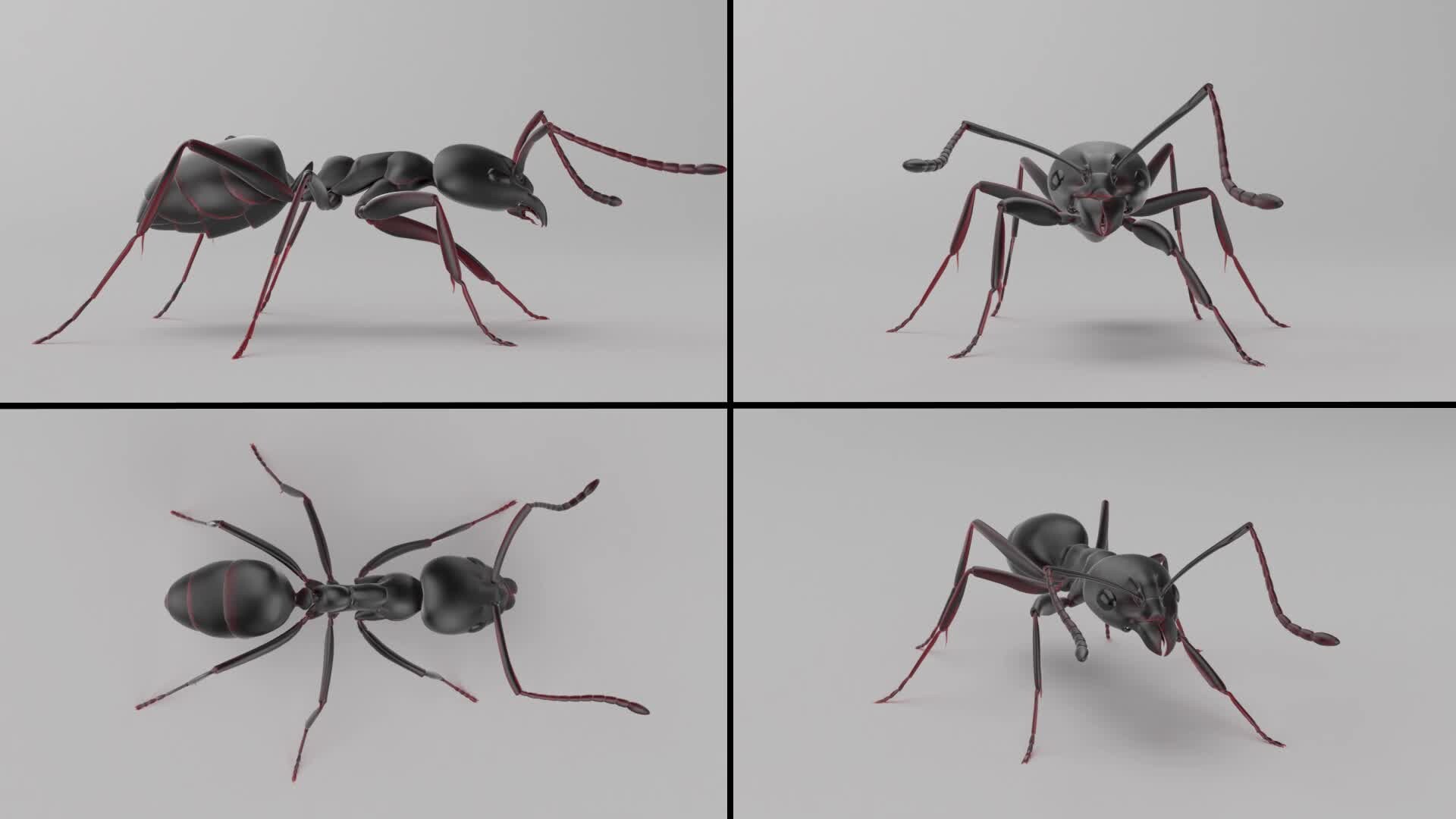 ArtStation - Student project: ant animation (2020)