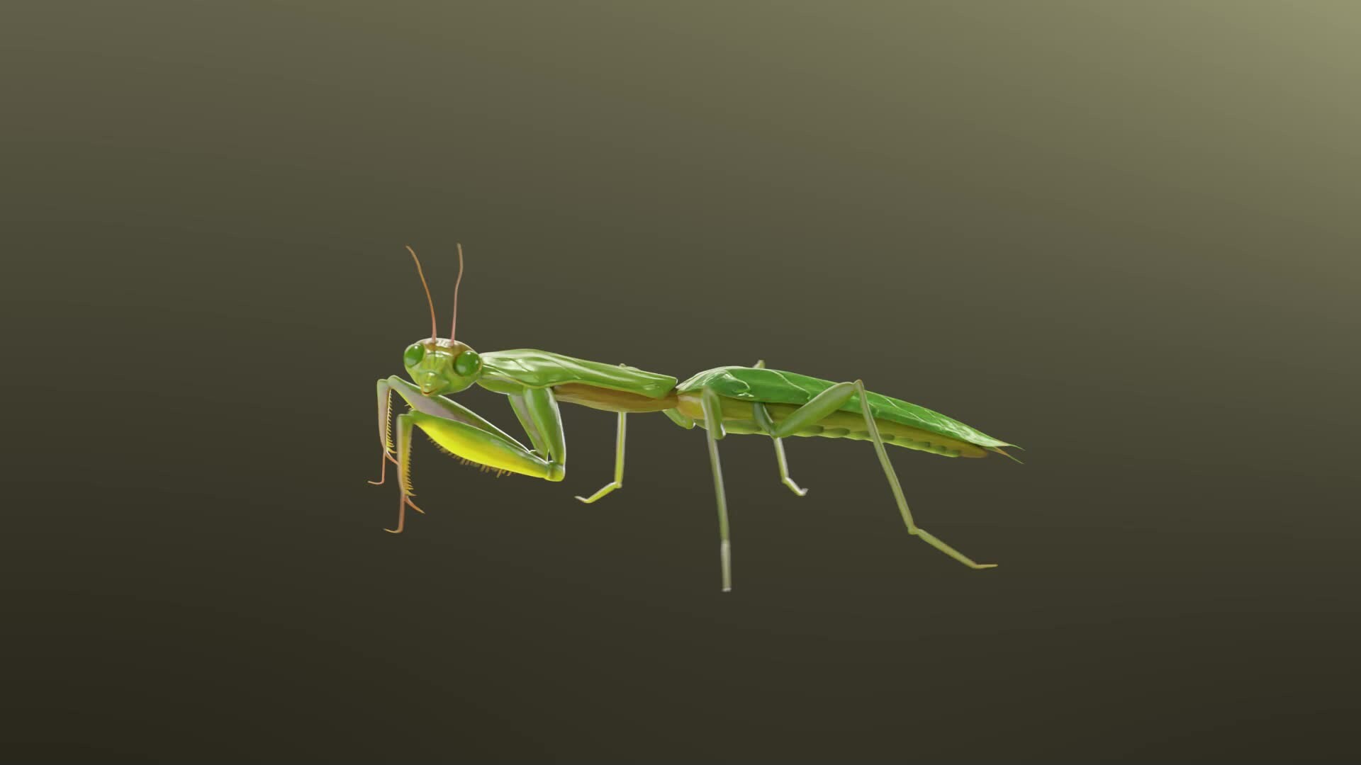 ArtStation - Praying Mantis 3D Modeling, Texturing, Lighting, Animation