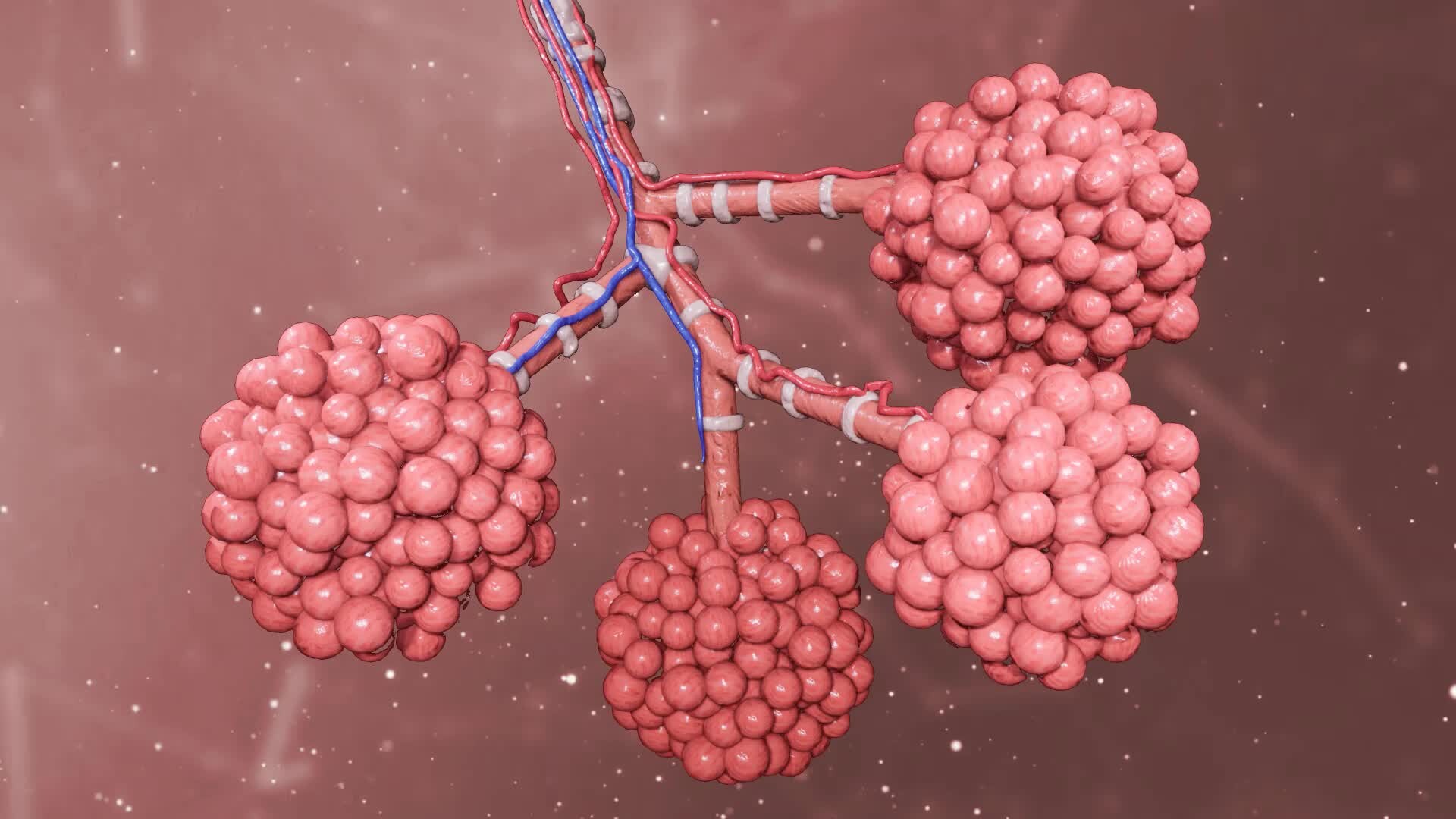 ArtStation - Lung Alveoli Animation