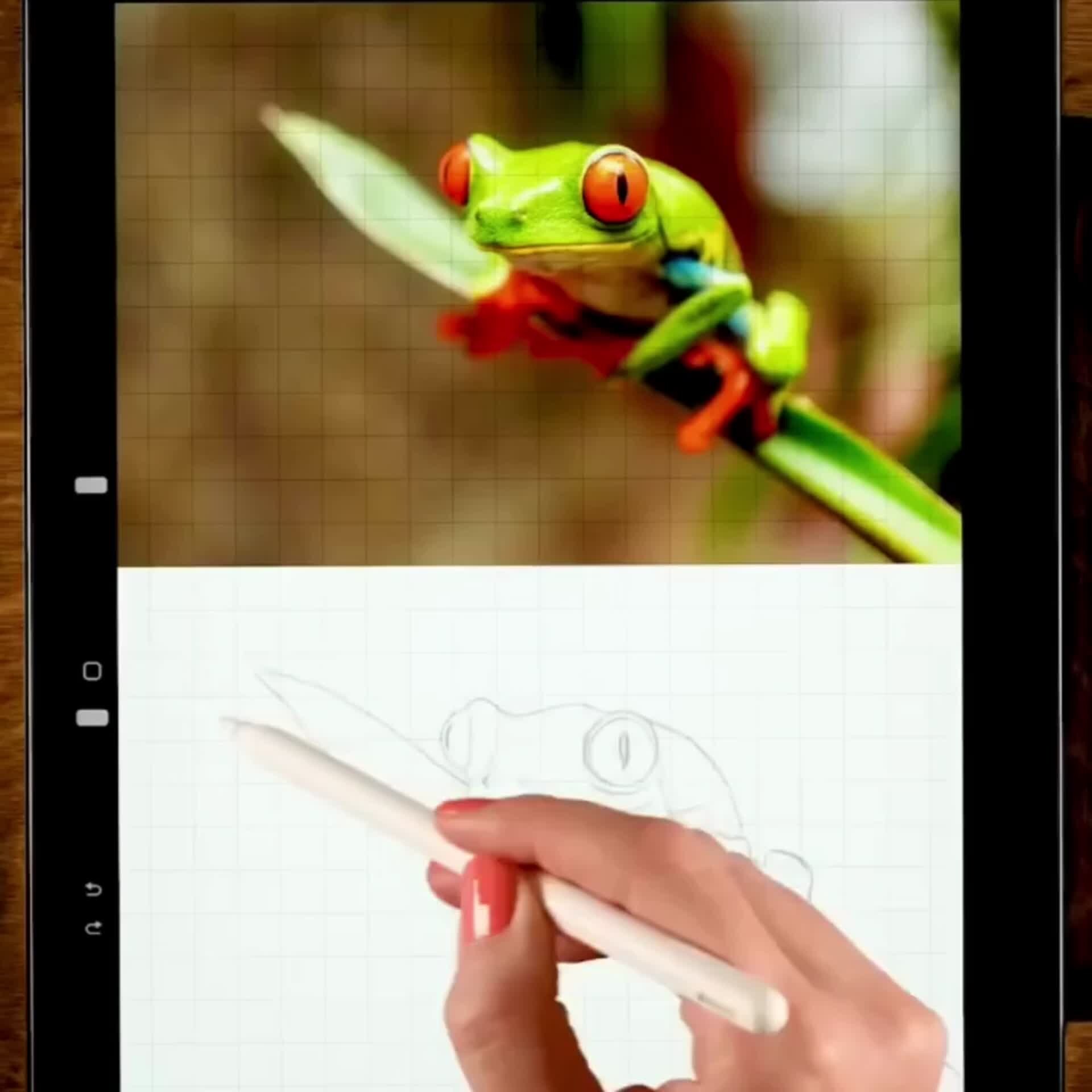 ArtStation - Realistic Frog Painting Procreate