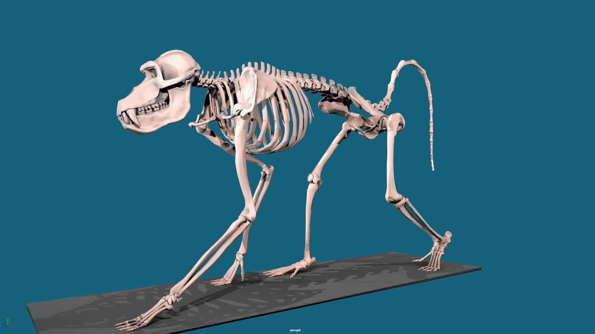 ArtStation - 3D monkey skeleton