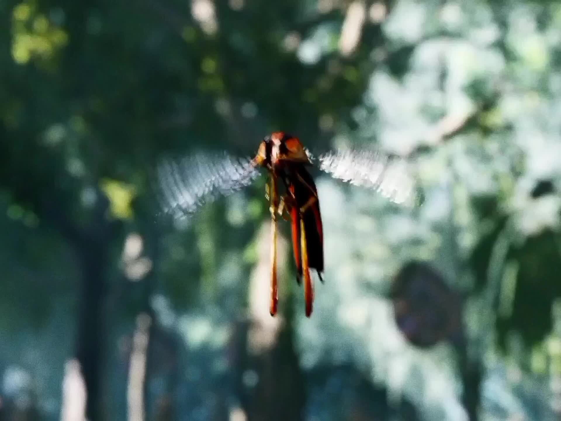 ArtStation - Hellfire Wasp insect like creature from Avatar 🧡 ️