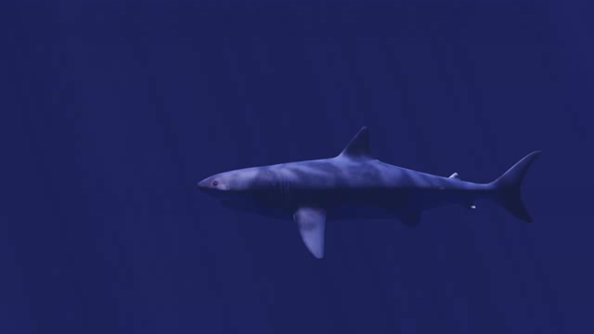 ArtStation - Shark animation study