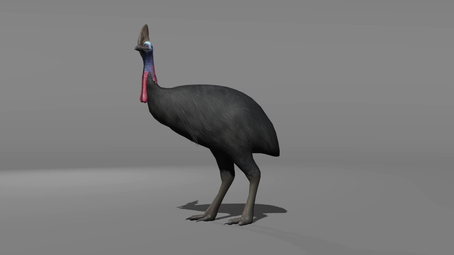 ArtStation - Cassowary animations