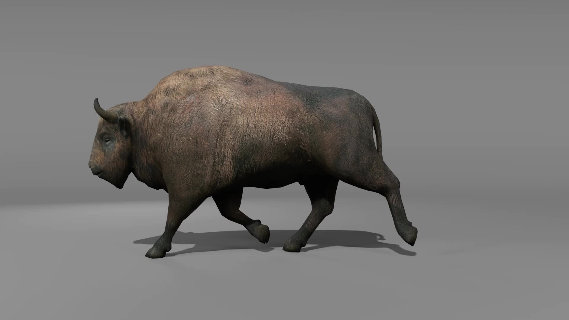 ArtStation - European Bison animations