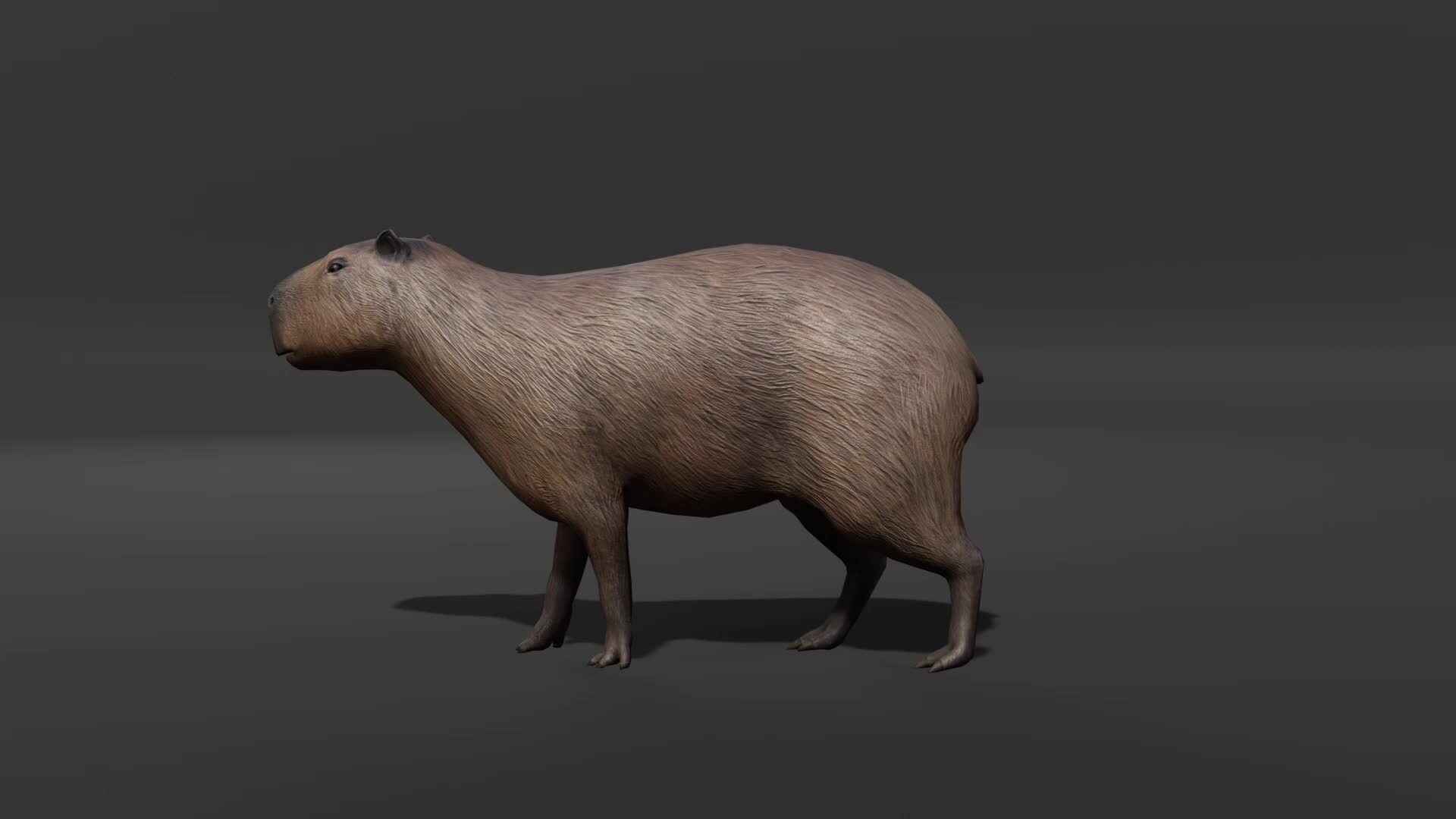 ArtStation - Capybara animations