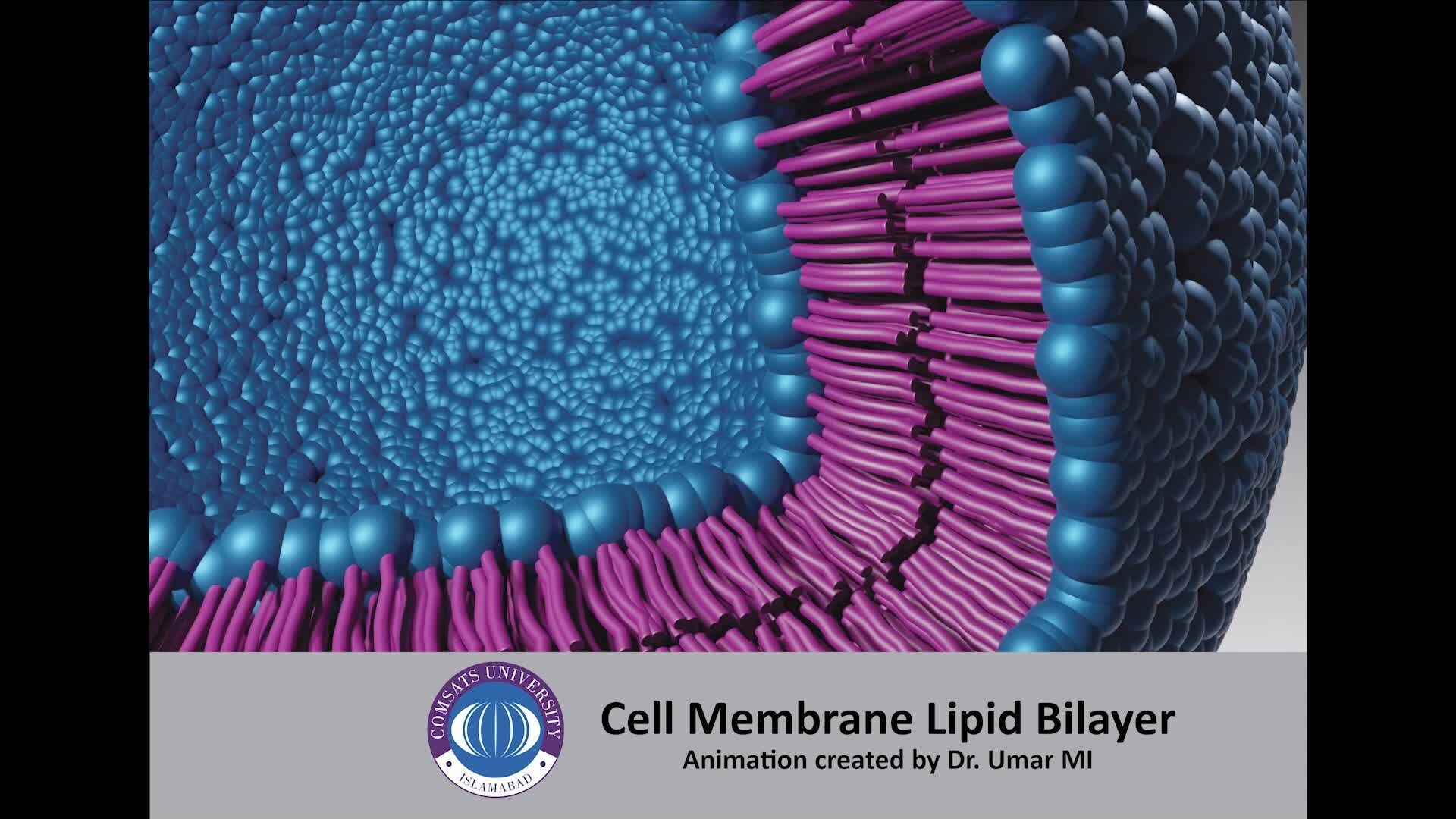 ArtStation - Cell Membrane Lipid Bilayer Animation