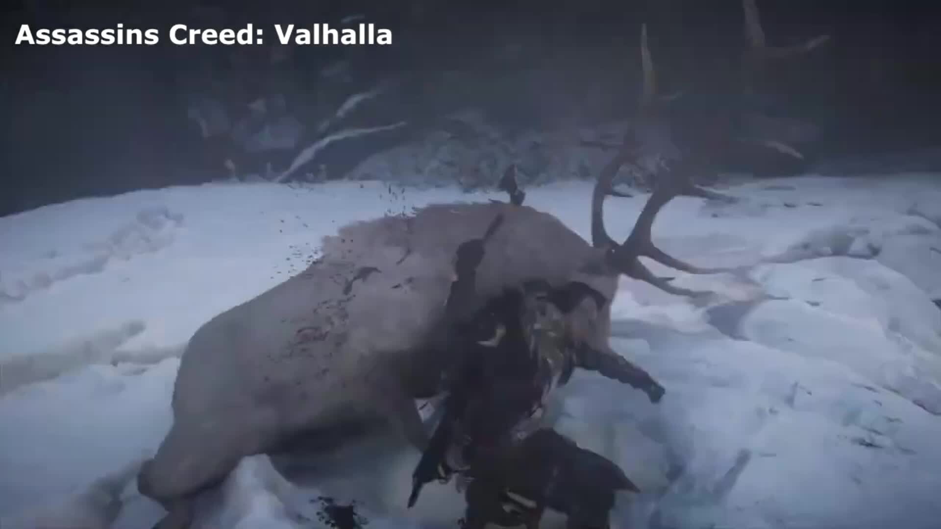 ArtStation - Assassins Creed Animal Finishers Animations