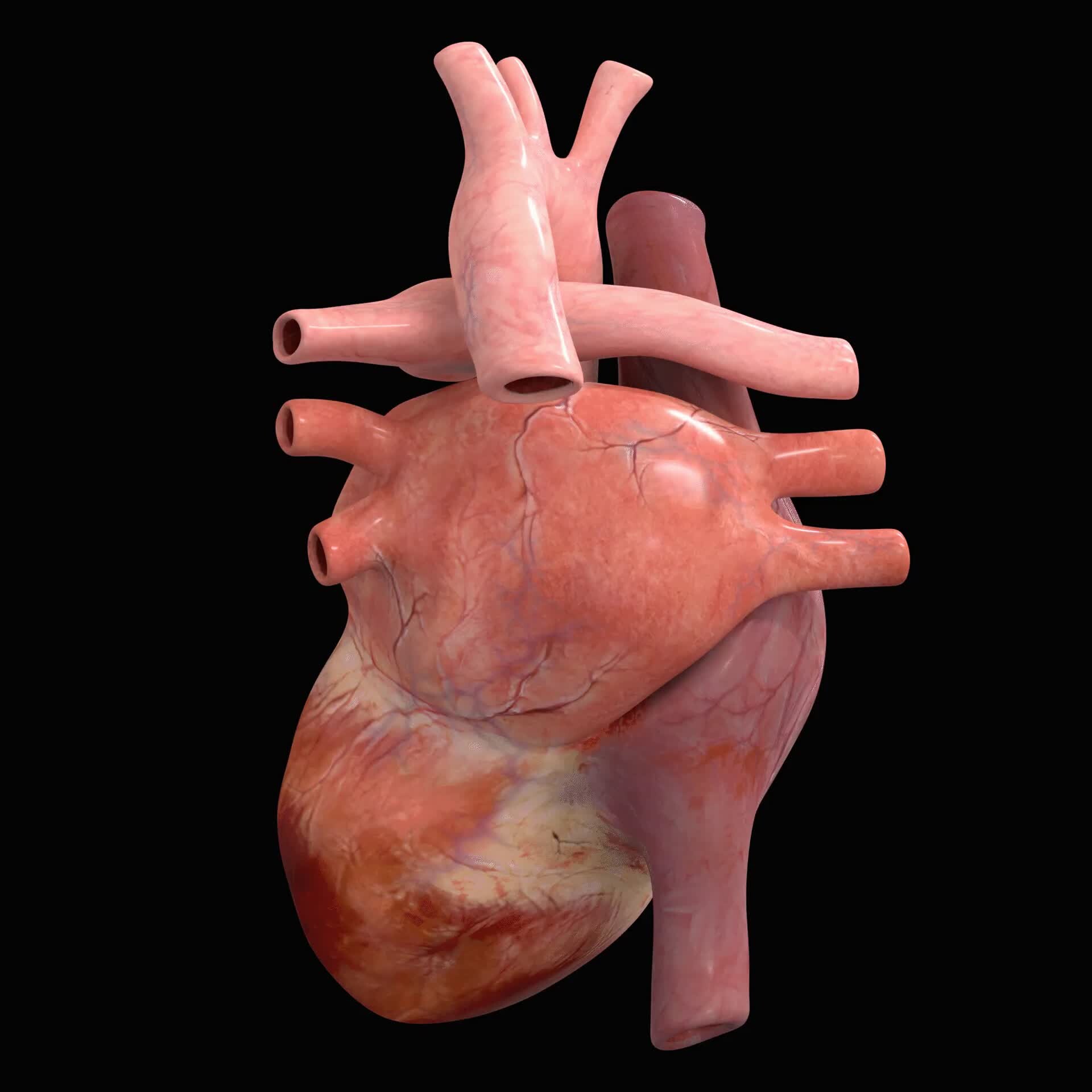 ArtStation - Modelo de corazón en 3D