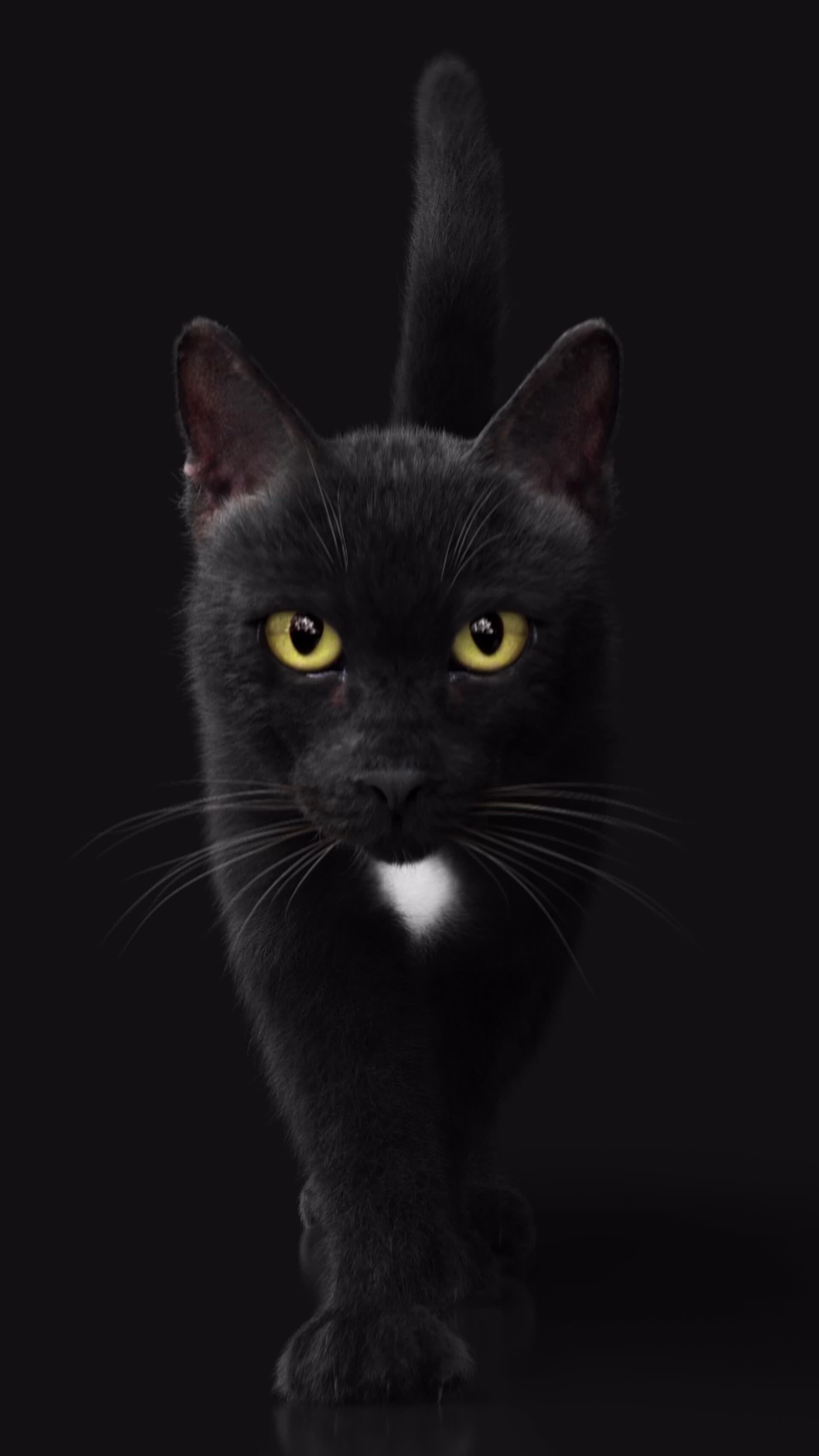 ArtStation - Black Cat - walk cycle