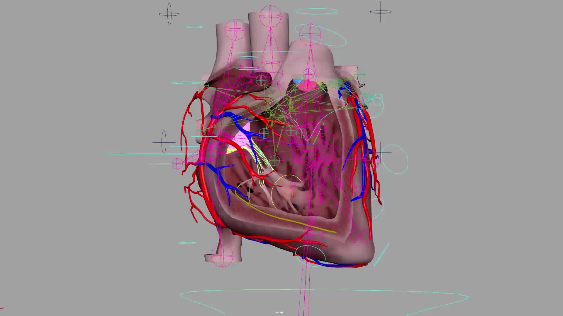 ArtStation - Human Heart Rigging & Animation