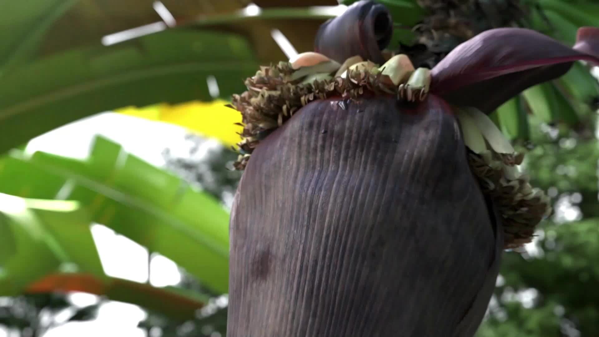 ArtStation - Vazhakula - a bunch of plantains