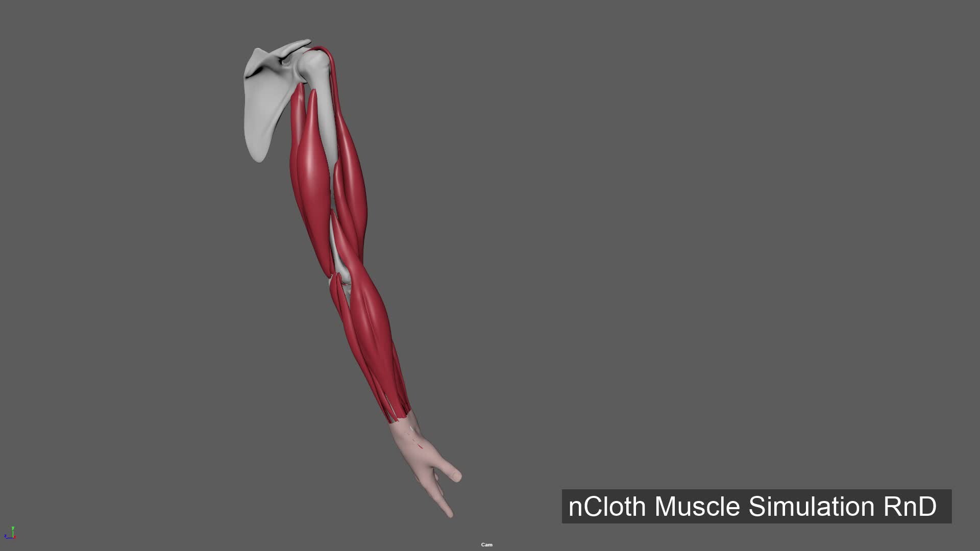 ArtStation - nCloth Tissue Simulation