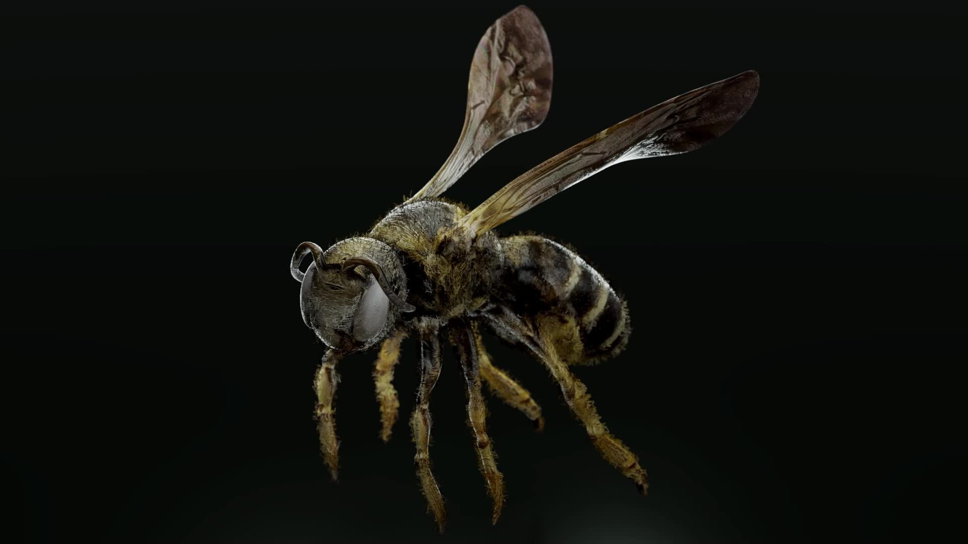 ArtStation - Honey Bee animation