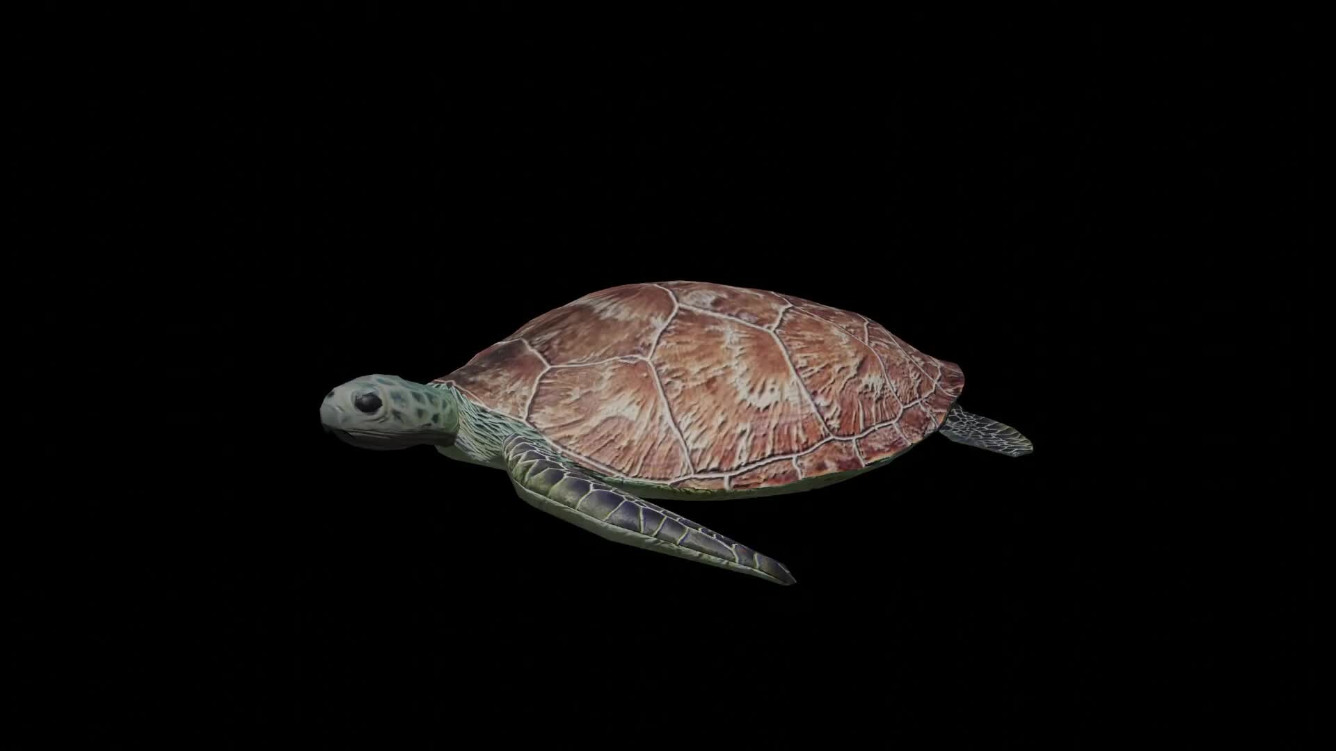 ArtStation - Green Sea Turtle